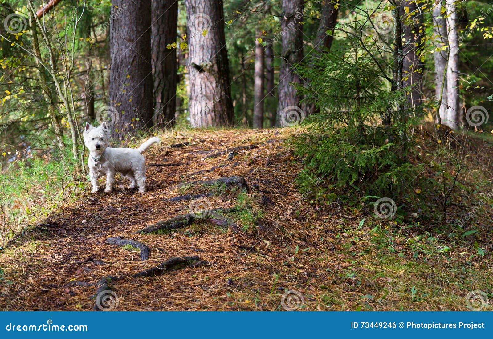 West Highland Terrier in Forest, Portrait Stock Photo - Image of ...
