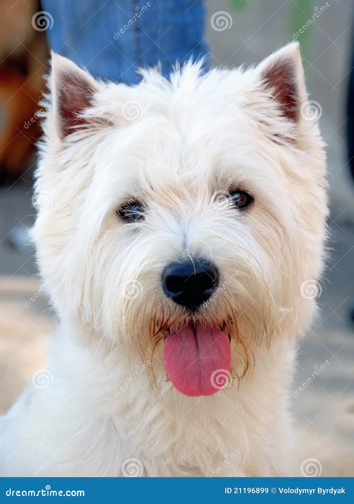 West Highland White Terrier in Front Stock Image - Image of doggy ...