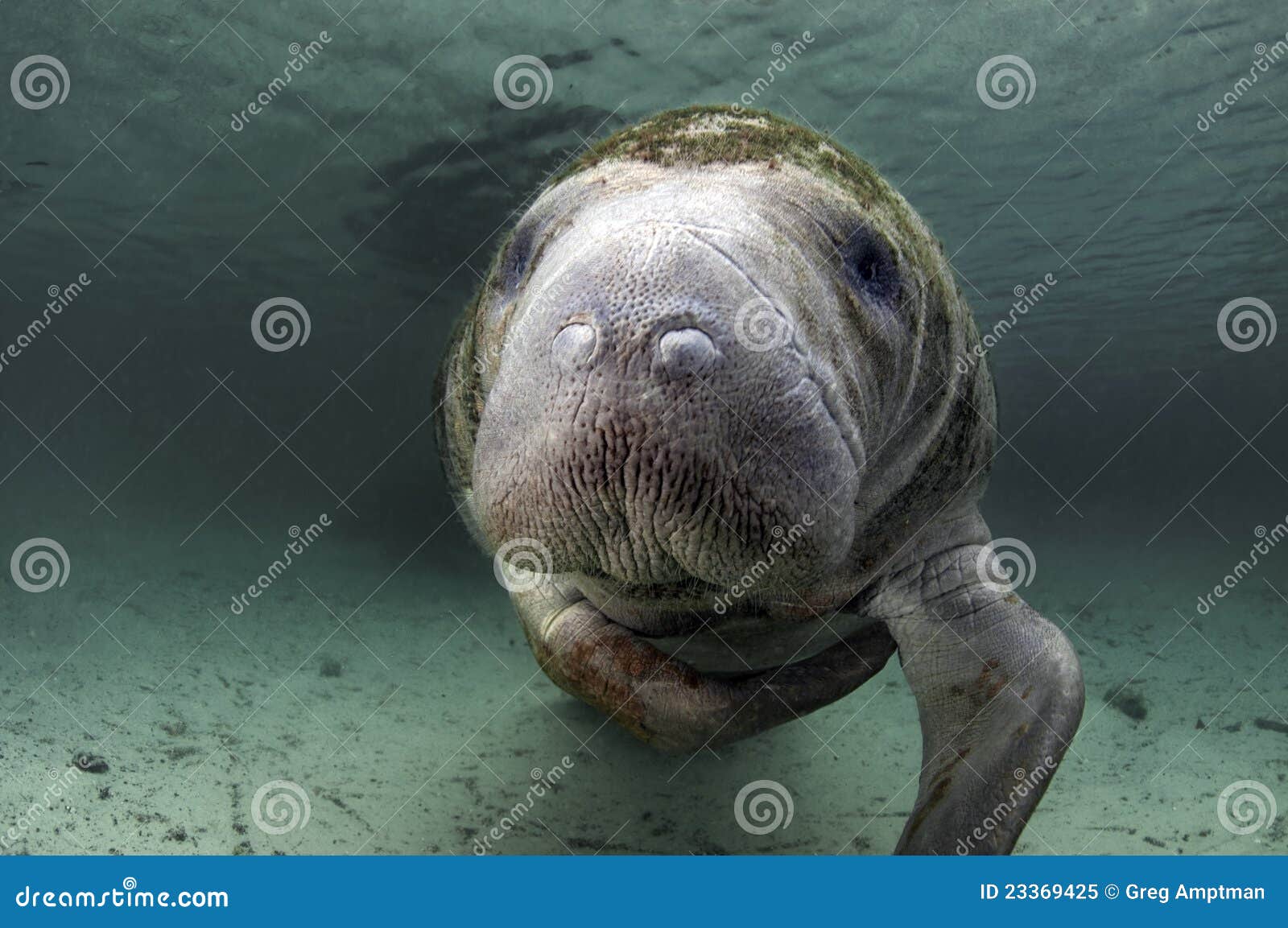 West India Manatee Shaking Hands Stock Image - Image of west, tropical ...