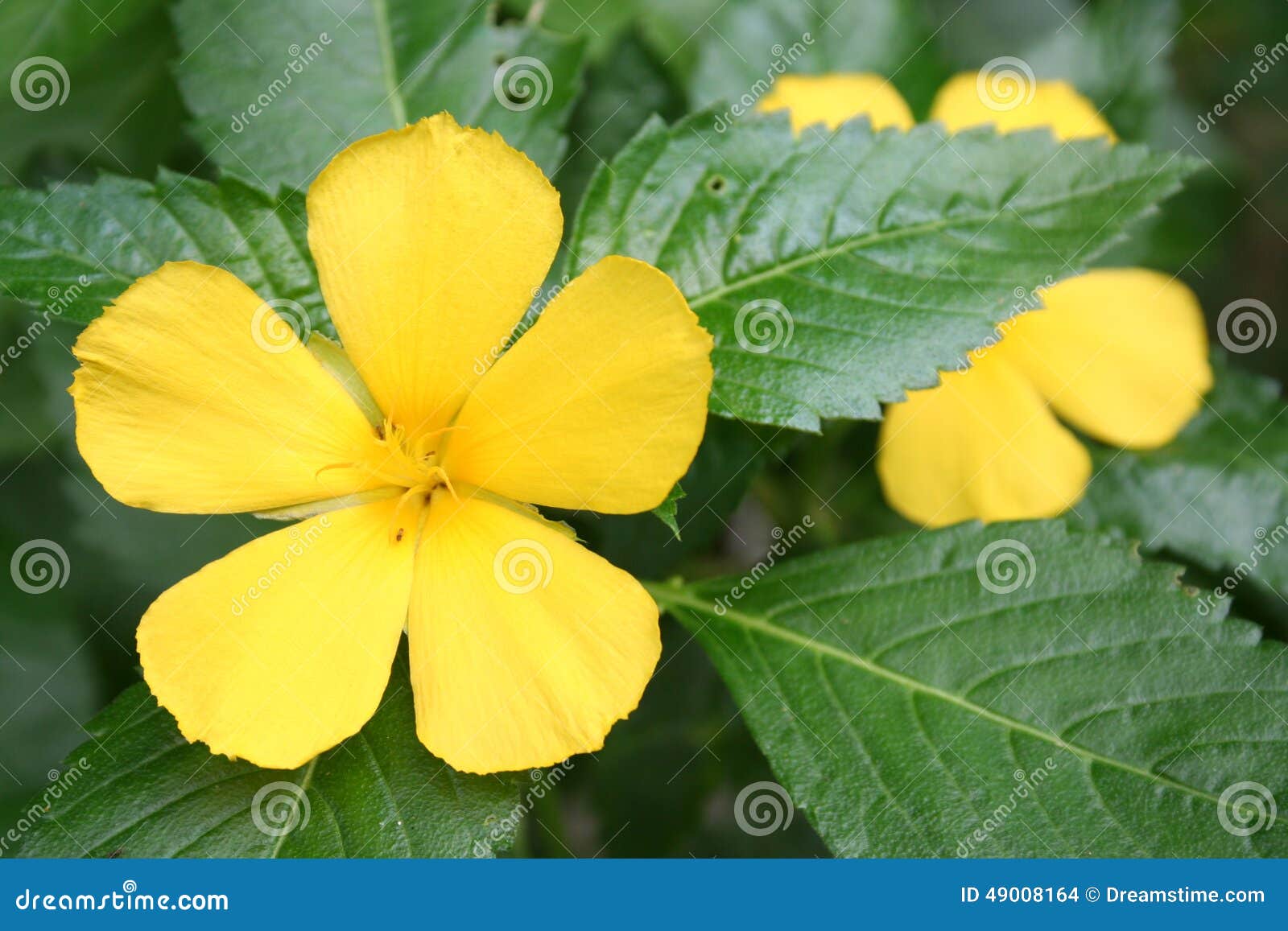 West Indian Holly stock photo. Image of indian, relax - 49008164