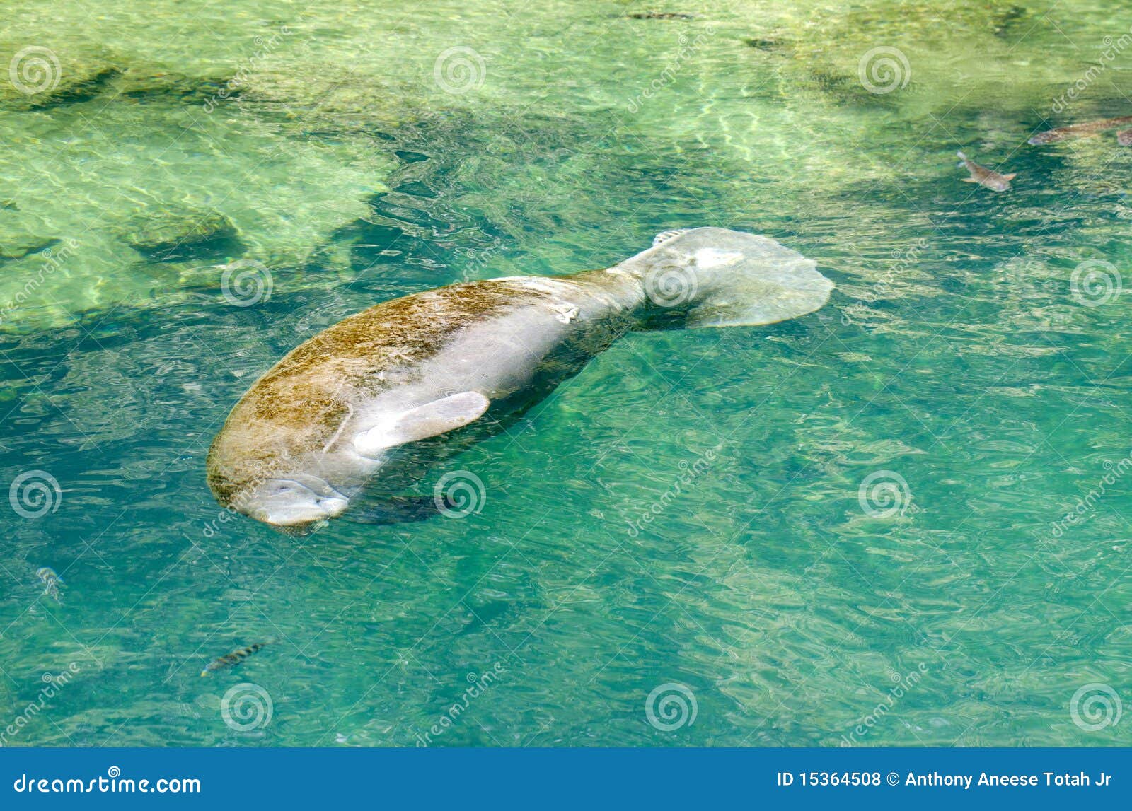 West Indian Manatee stock photo. Image of friendly, flippers - 15364508