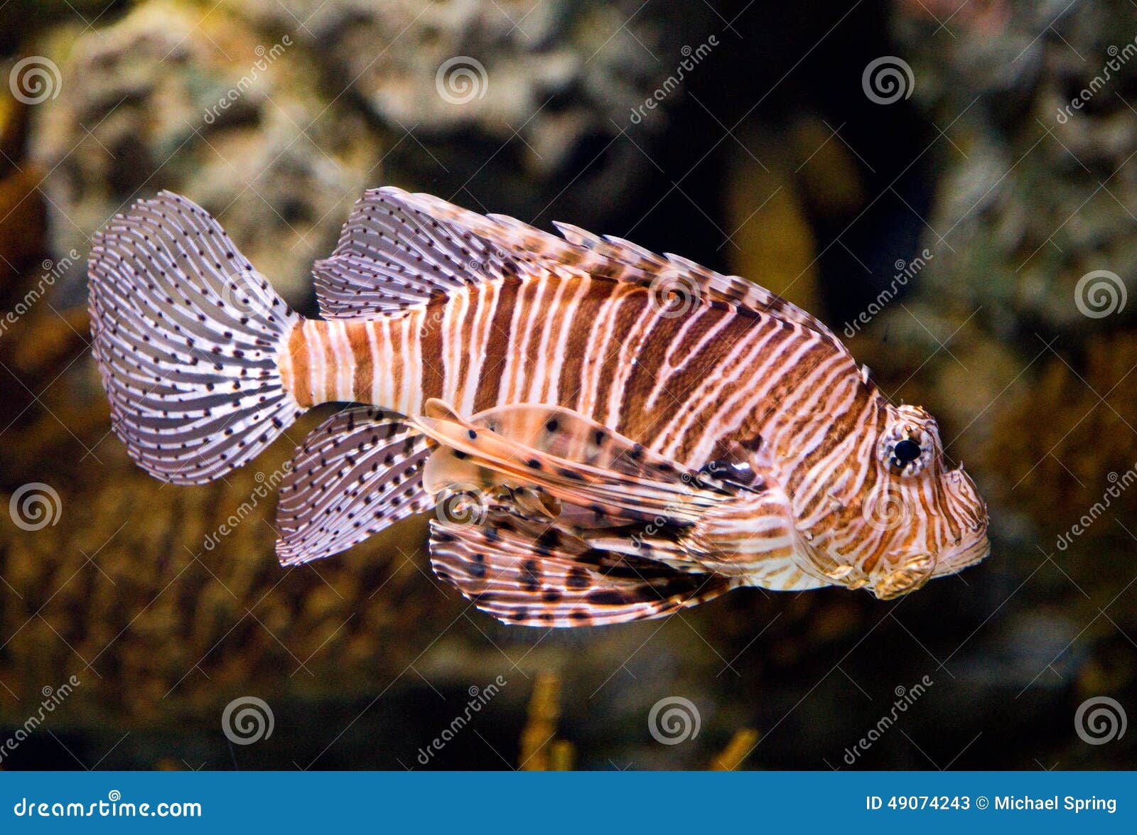 The West Indian Ocean Coelacanth Stock Image - Image of colorful ...