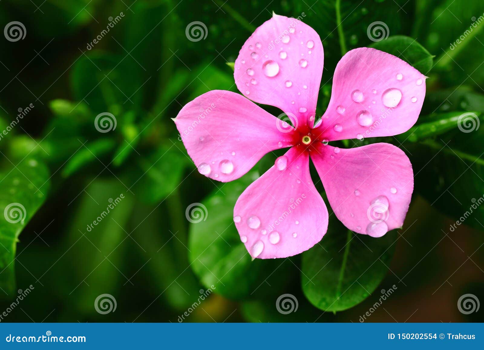 West Indian periwinkle stock photo. Image of flora, pink - 150202554