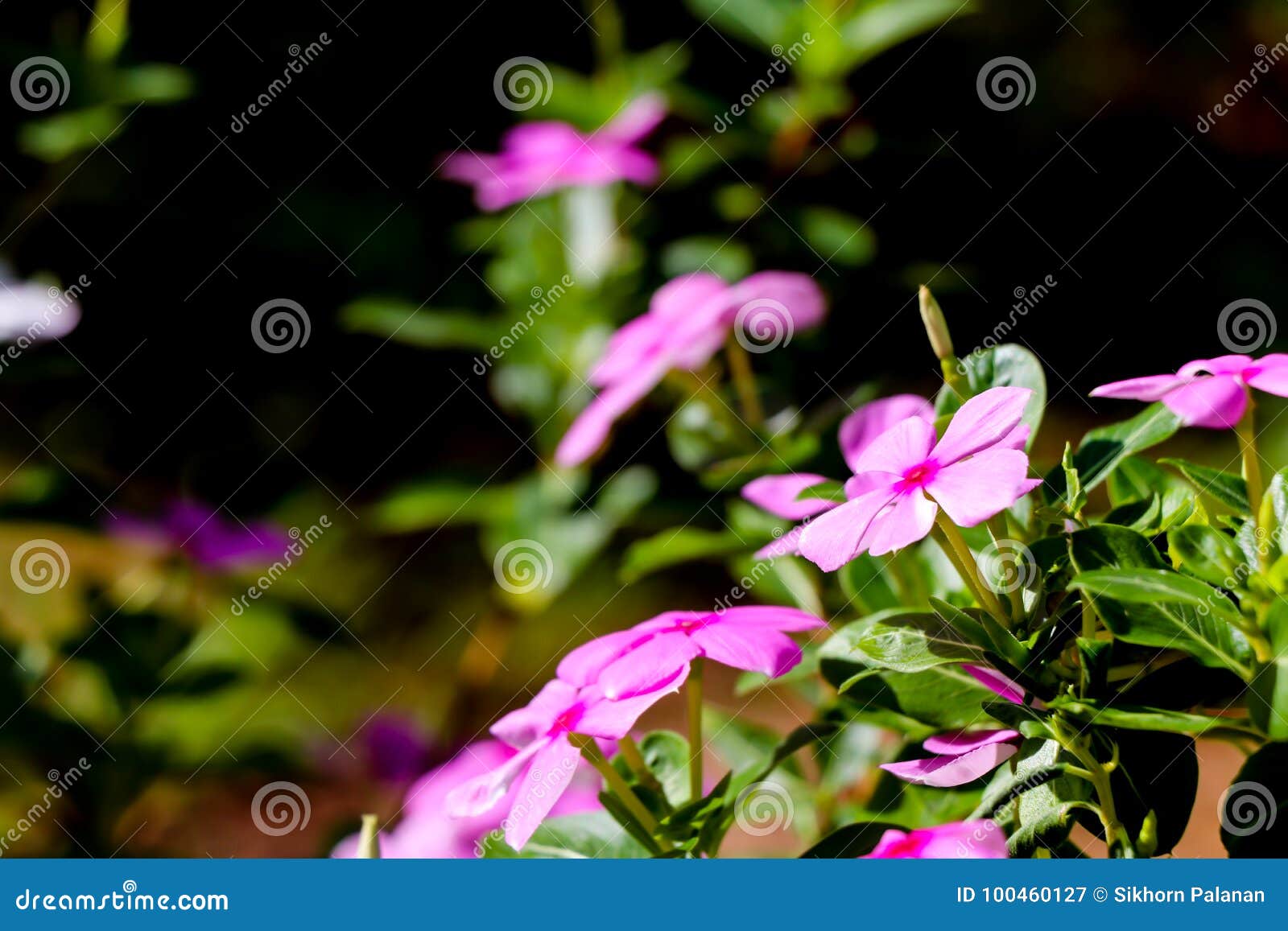 West Indian periwinkle stock image. Image of garden - 100460127