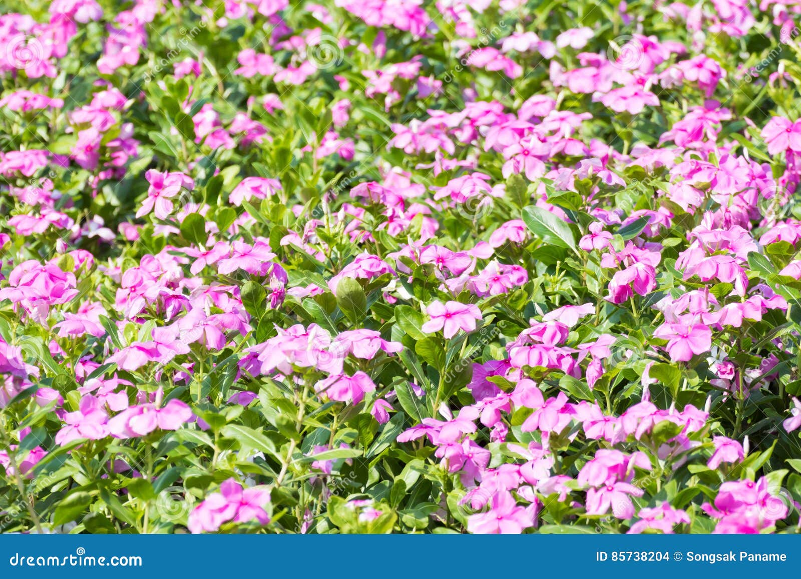 West Indian Periwinkle in Garden Stock Photo - Image of petal, indian ...