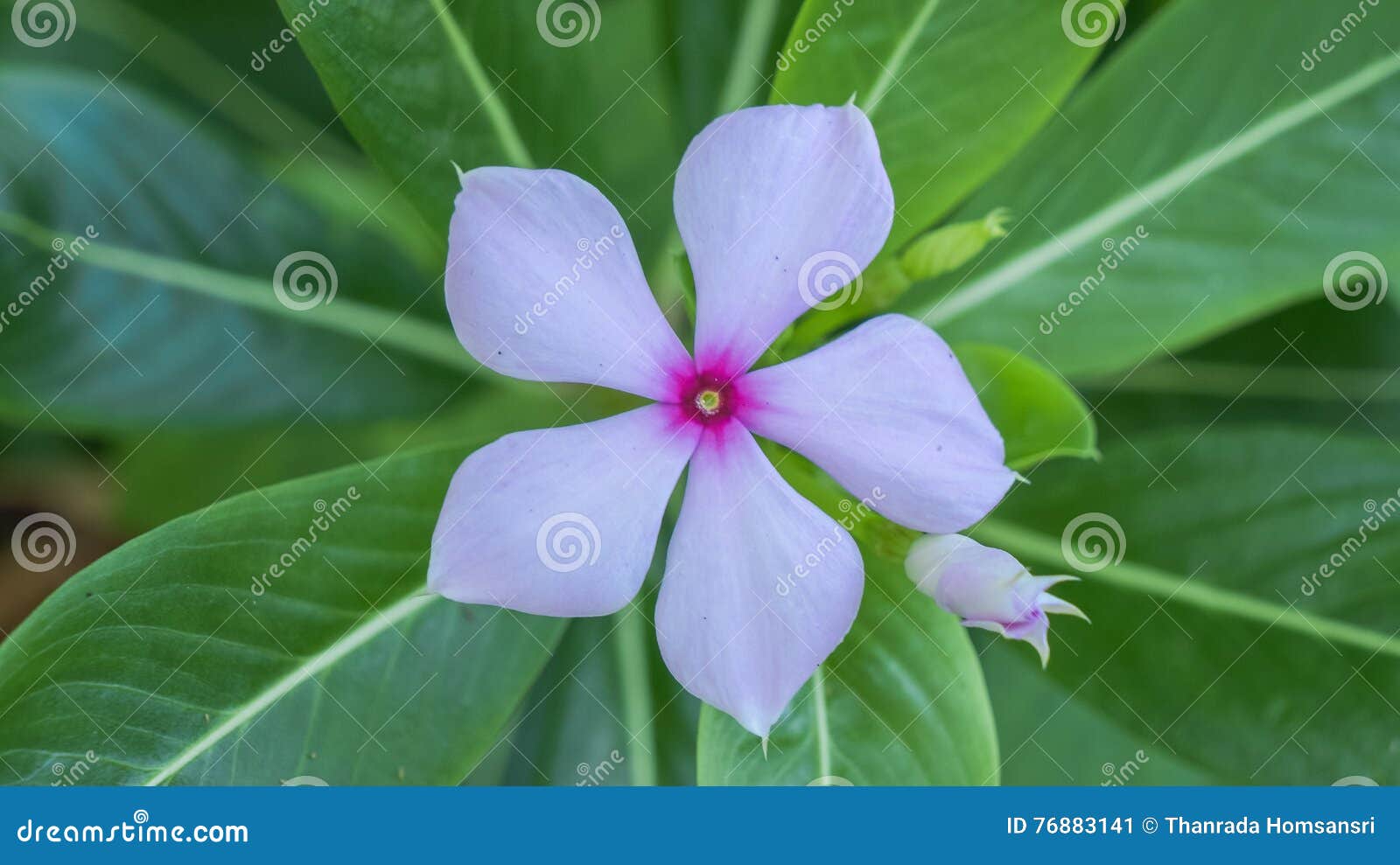 West indian periwinkle stock image. Image of catharanthus - 76883141