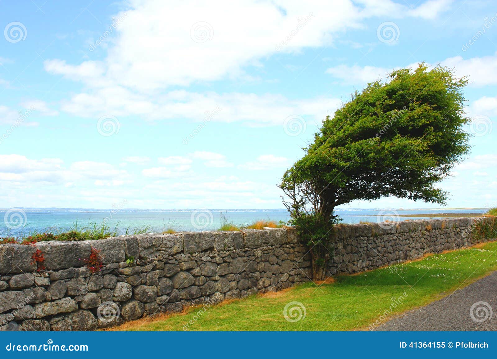West Ireland Wind Shaped Tree Stock Image - Image of bent, west: 41364155