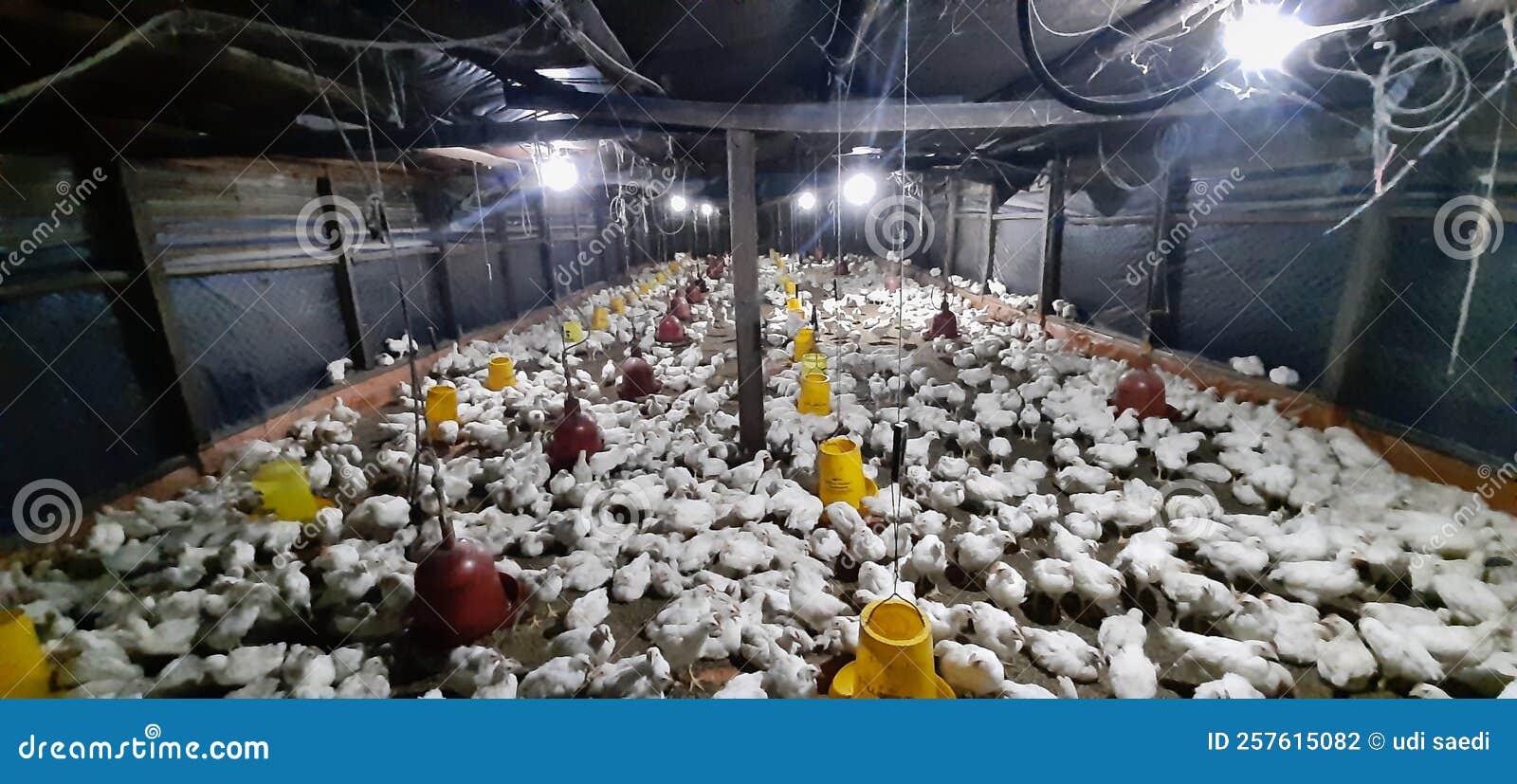 21 Day Old Broiler, on the Farm Stock Photo - Image of java21 ...