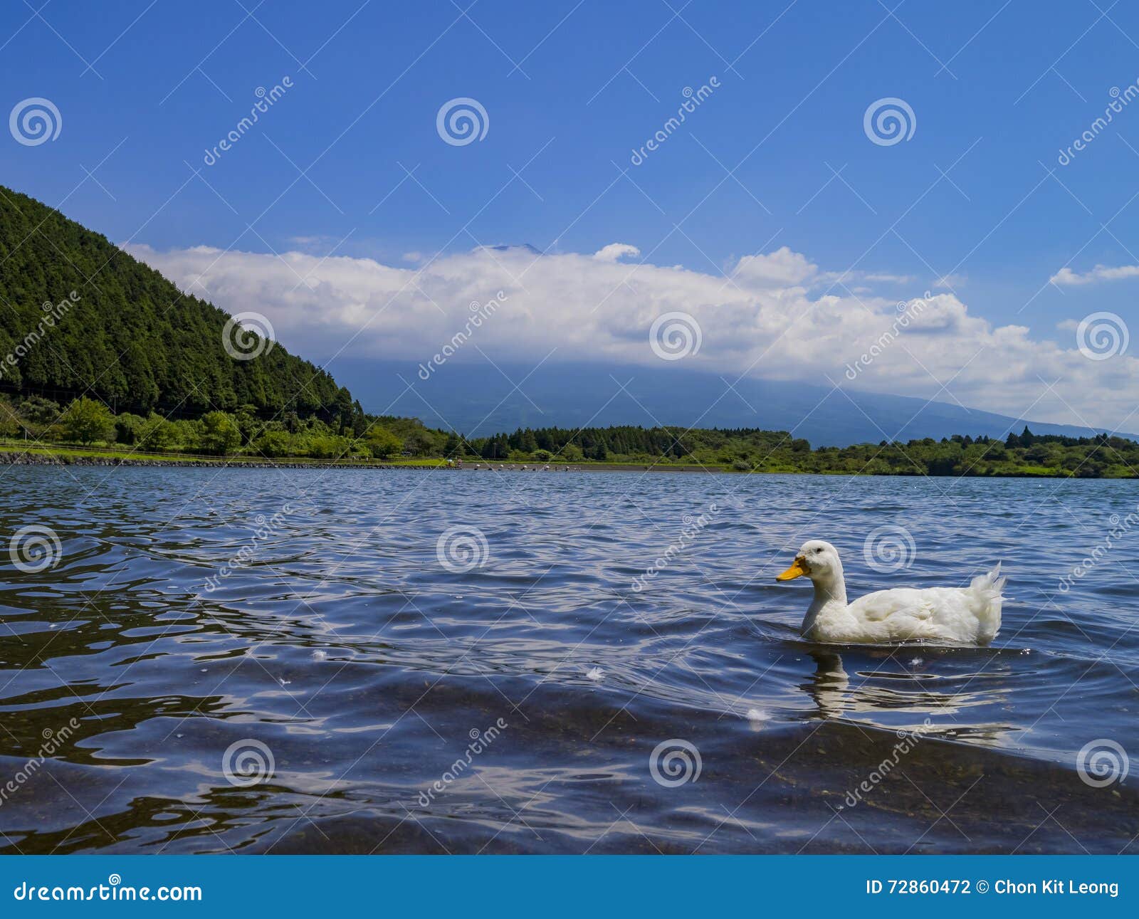 West Lake and Duck stock photo. Image of landscape, island - 72860472