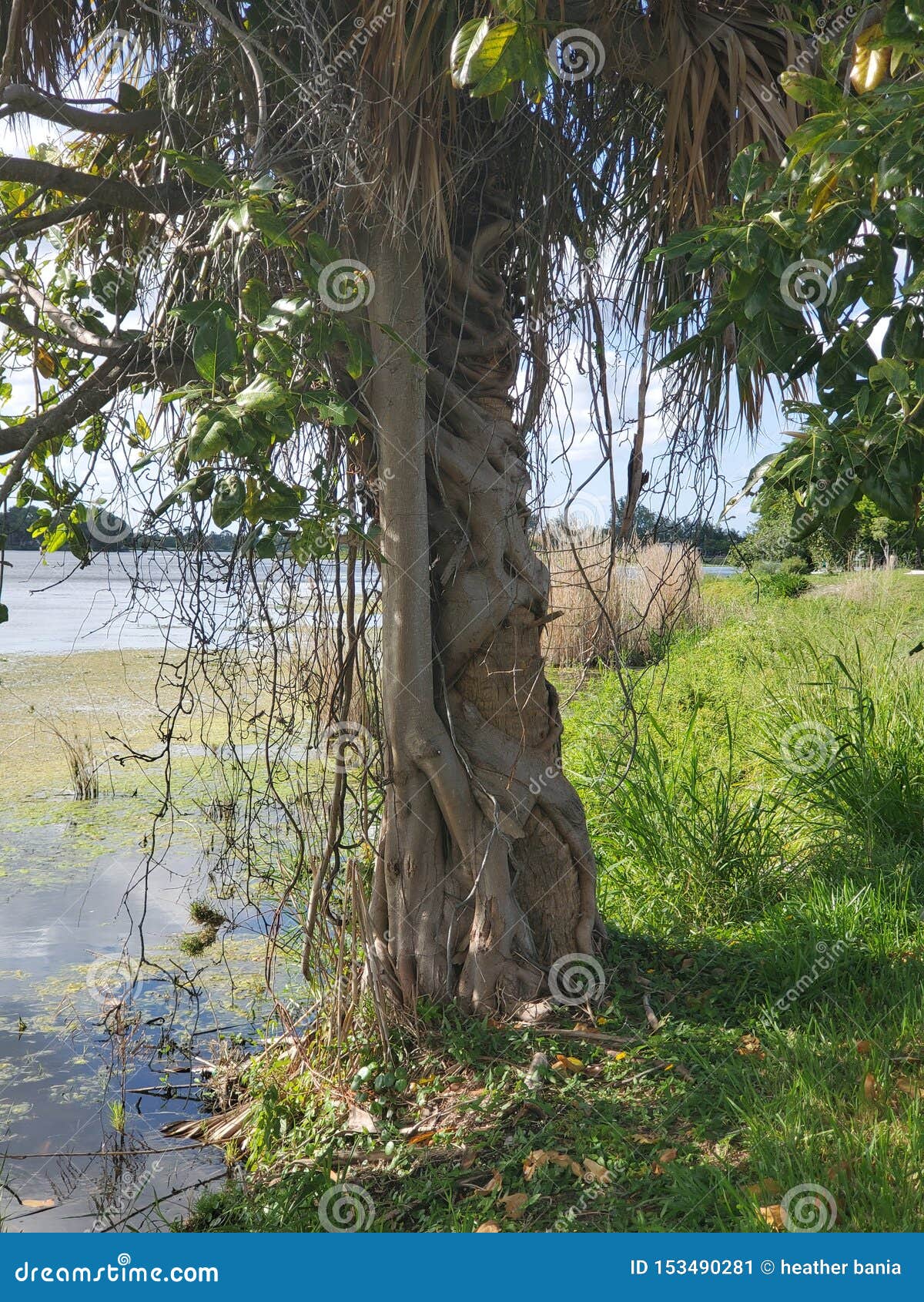 In West Palm Beach Florida Swirling Tree Stock Image - Image of ...