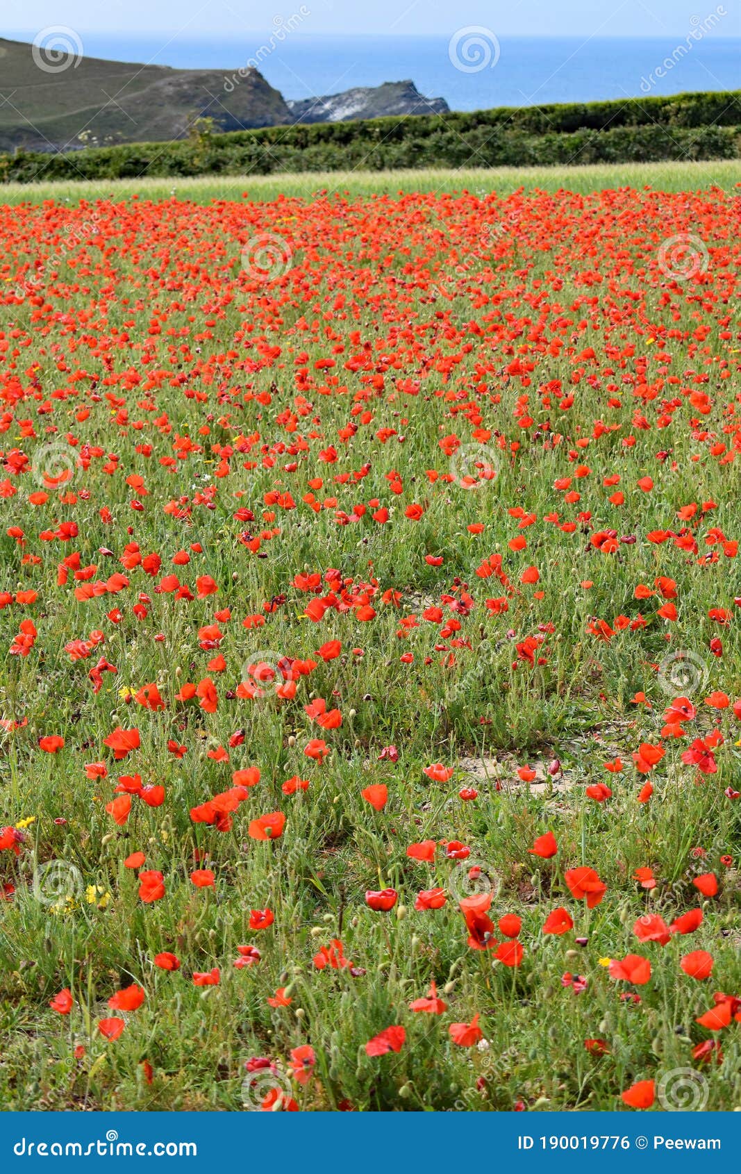 Pentire Poppies, Cornwall UK Stock Photo - Image of early, kingdom ...