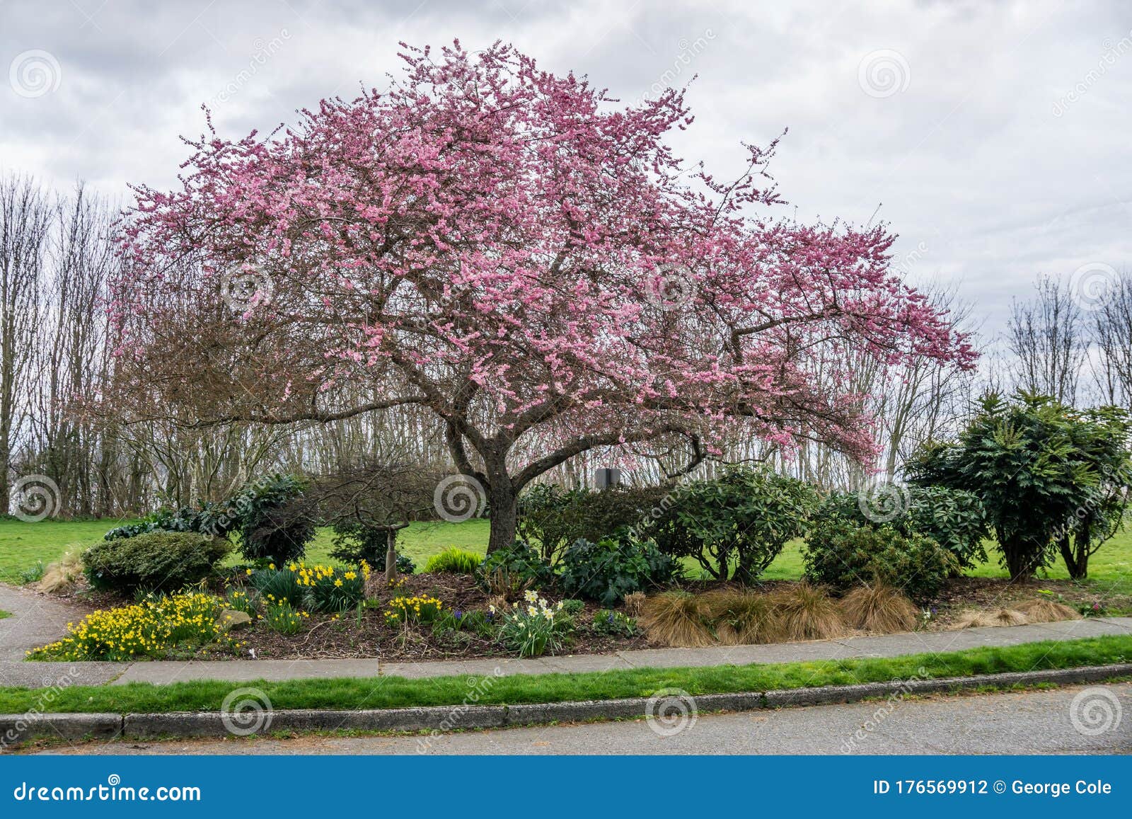 West Seattle Cherry Blossoms 2 Stock Photo - Image of nature, outdoors ...