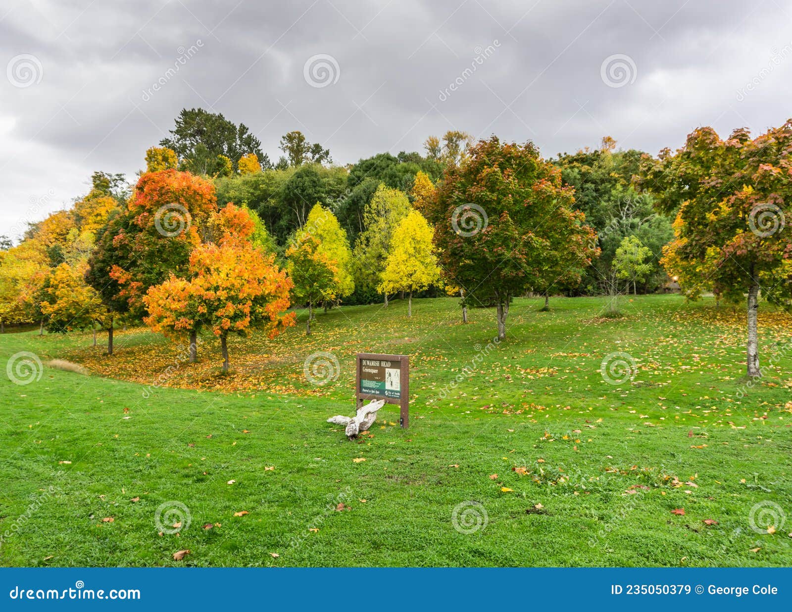 West Seattle Park Autumn Trees 3 Stock Image - Image of seasons, trees ...