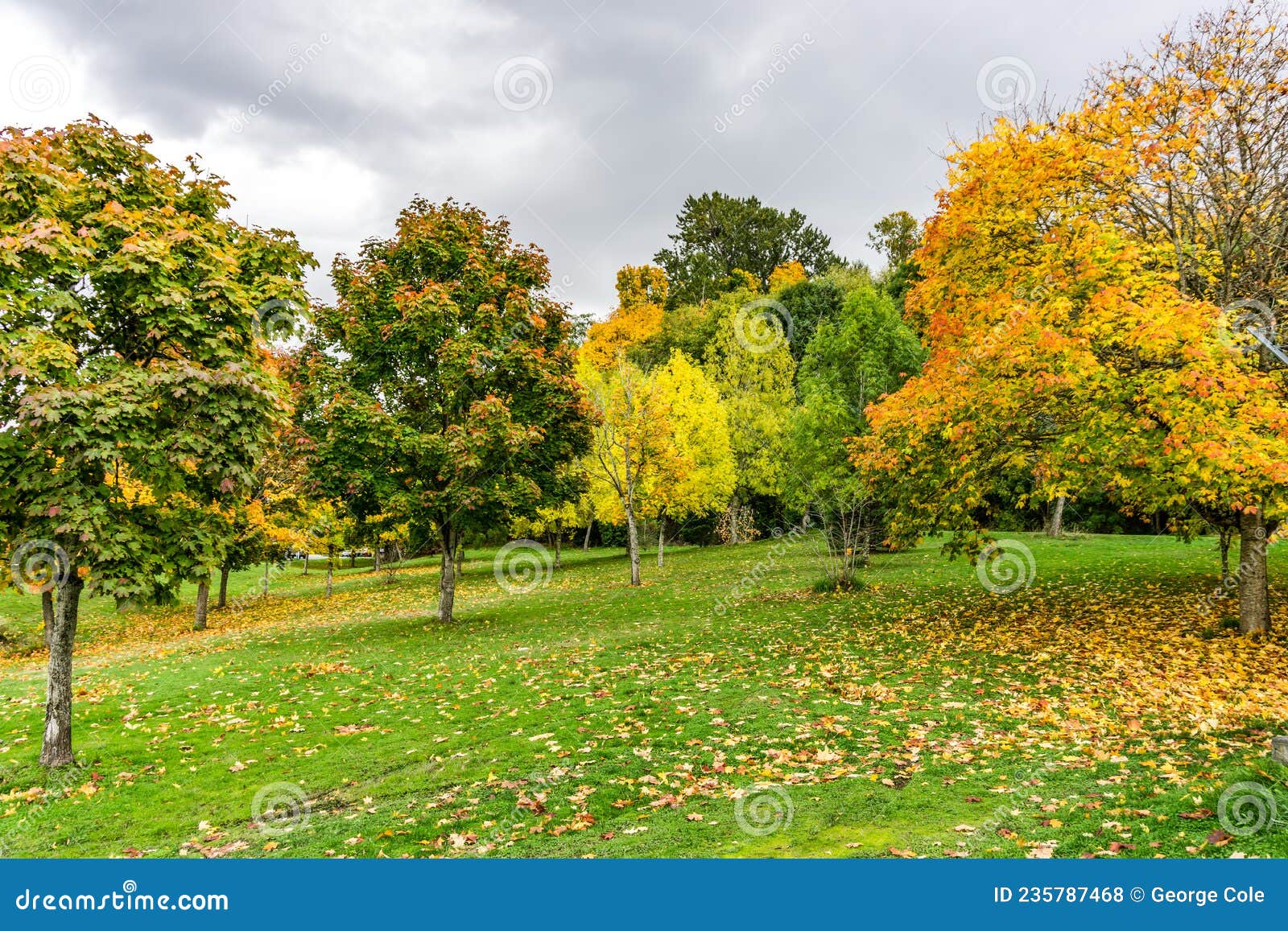 West Seattle Park Autumn Trees 6 Stock Photo - Image of washington ...