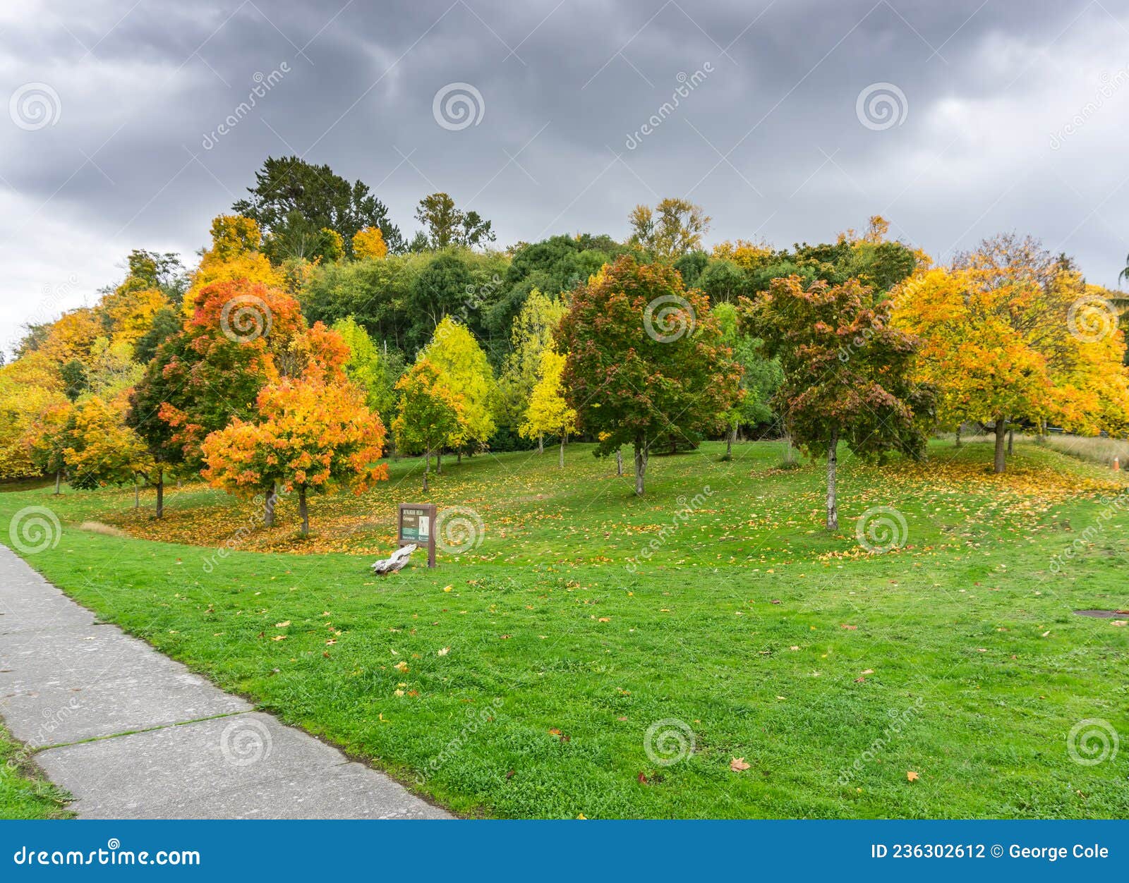West Seattle Park Autumn Trees 4 Stock Photo - Image of landscape ...
