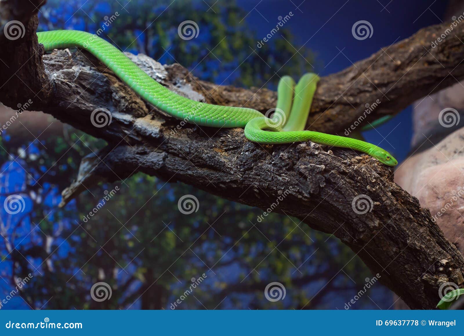 Westelijke Groene Mamba (Dendroaspis-viridis) Stock Foto - Image of ...