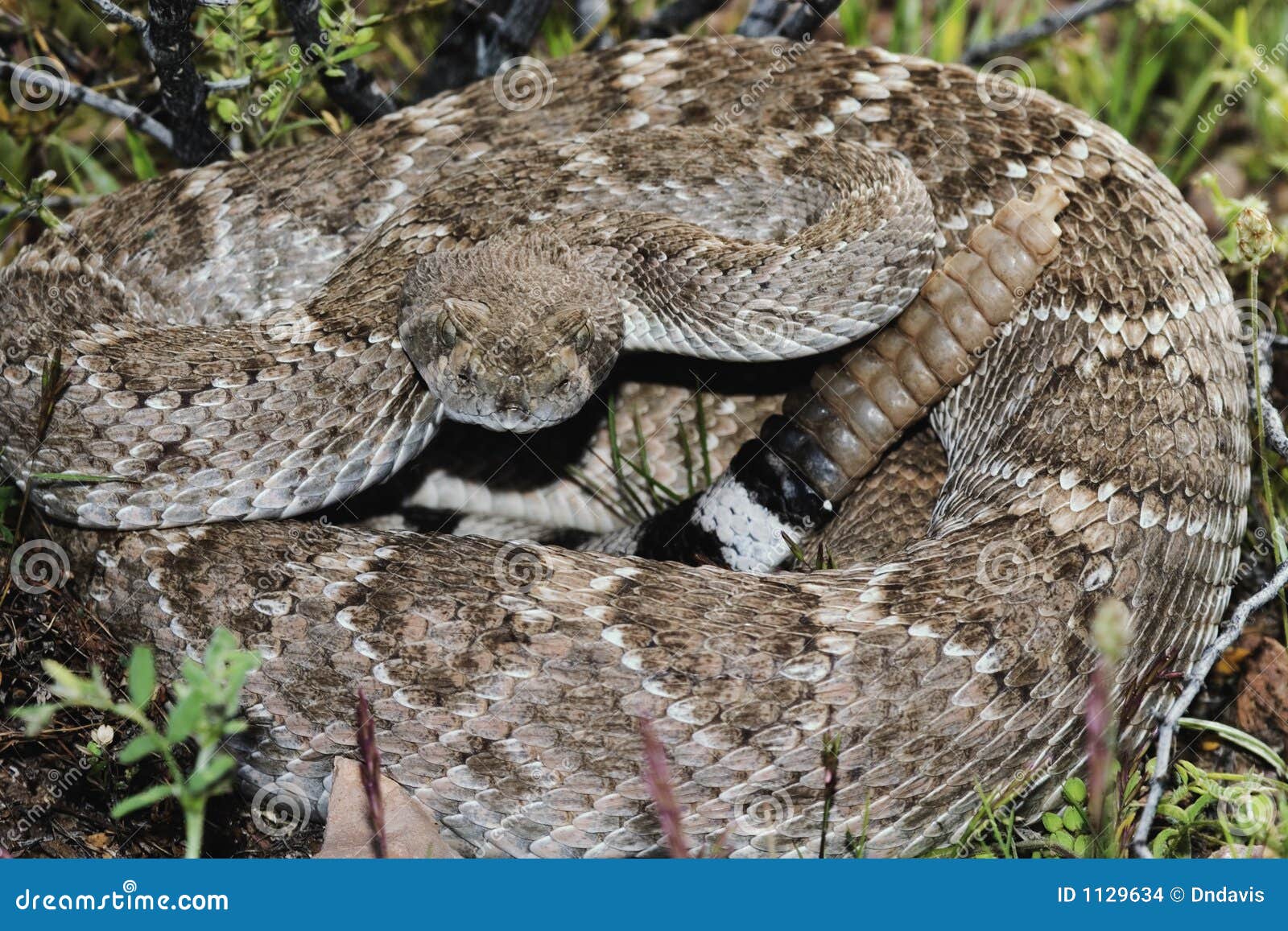 Westelijke Ratelslang Diamondback Stock Foto - Image of wild, reptielen ...