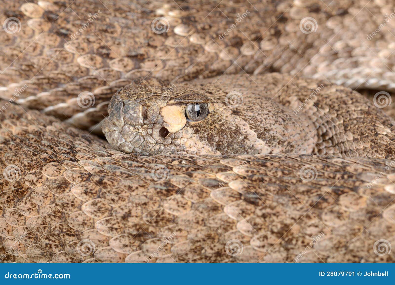 Westelijke Ratelslang Diamondback. Stock Afbeelding - Image of doods ...