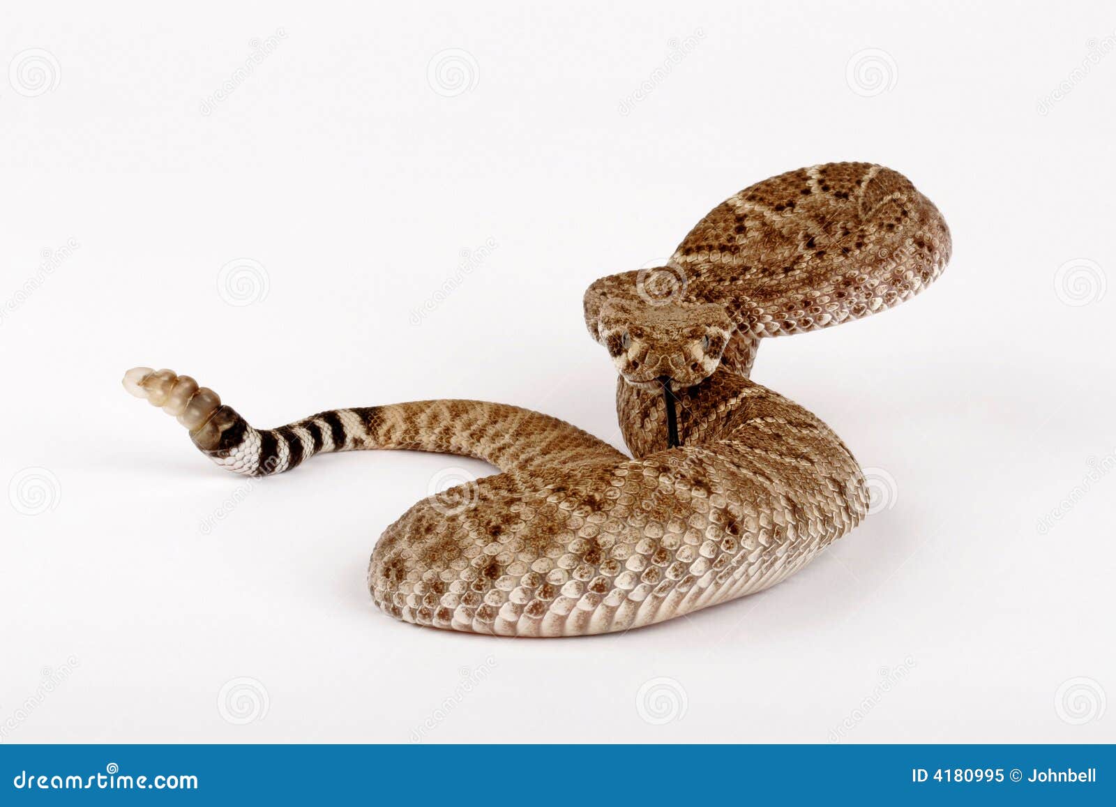 Westelijke Ratelslang Diamondback Stock Afbeelding - Image of dier ...