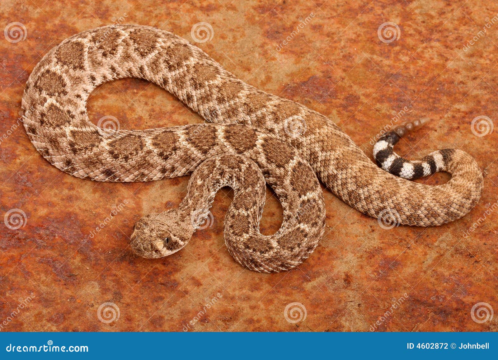 Westelijke Ratelslang Diamondback. Stock Foto - Image of rammelaars ...