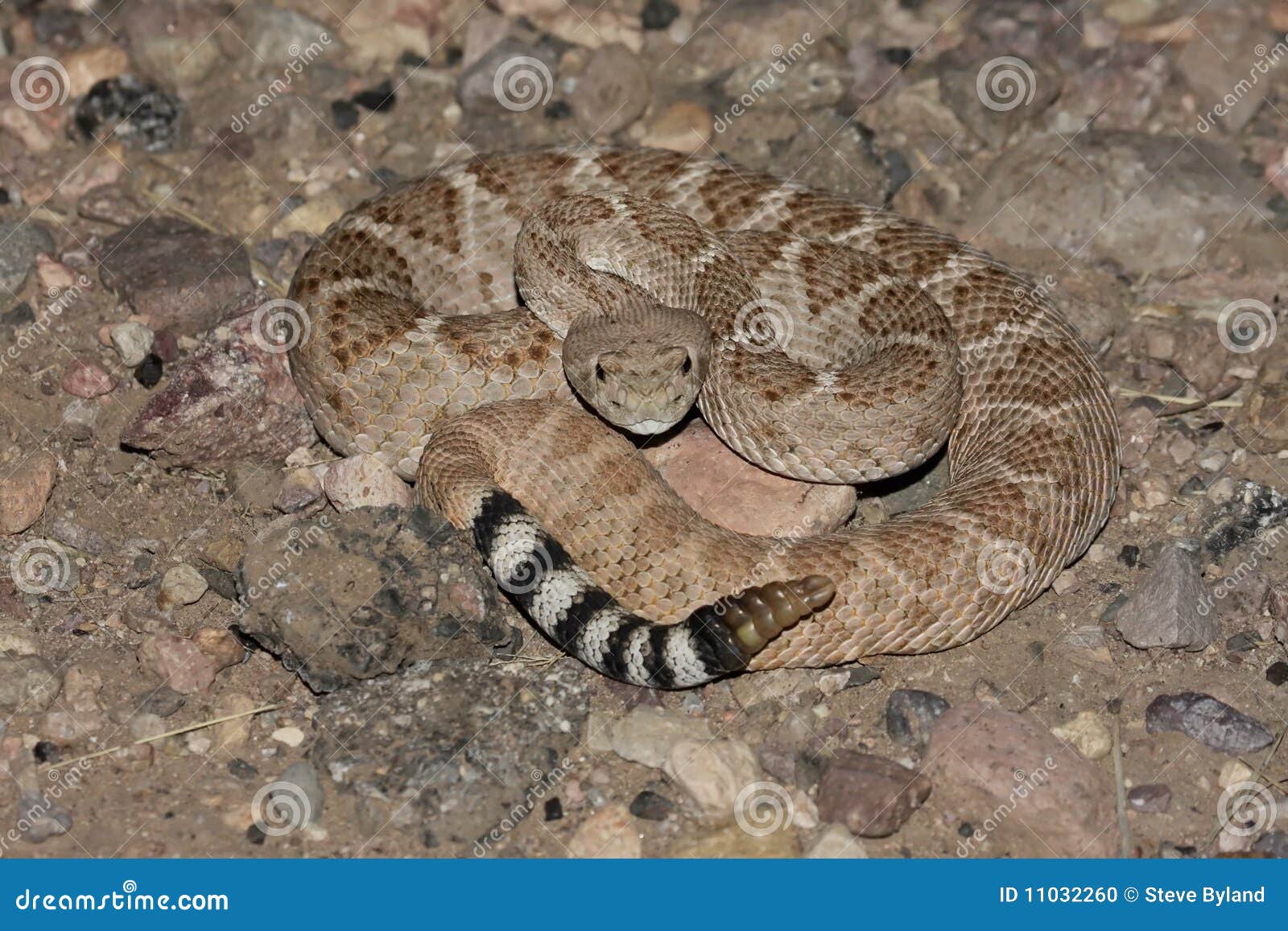 Westelijke Ratelslang Diamondback (Crotalus Atrox) Stock Foto - Image ...