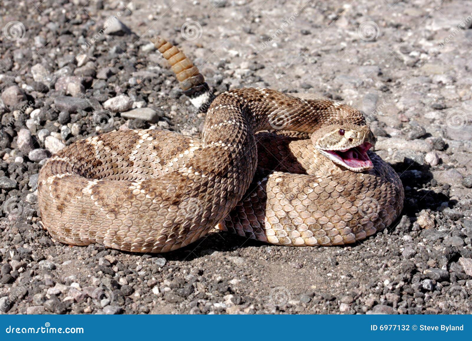Westelijke Ratelslang Diamondback (Crotalus Atrox) Stock Foto - Image ...