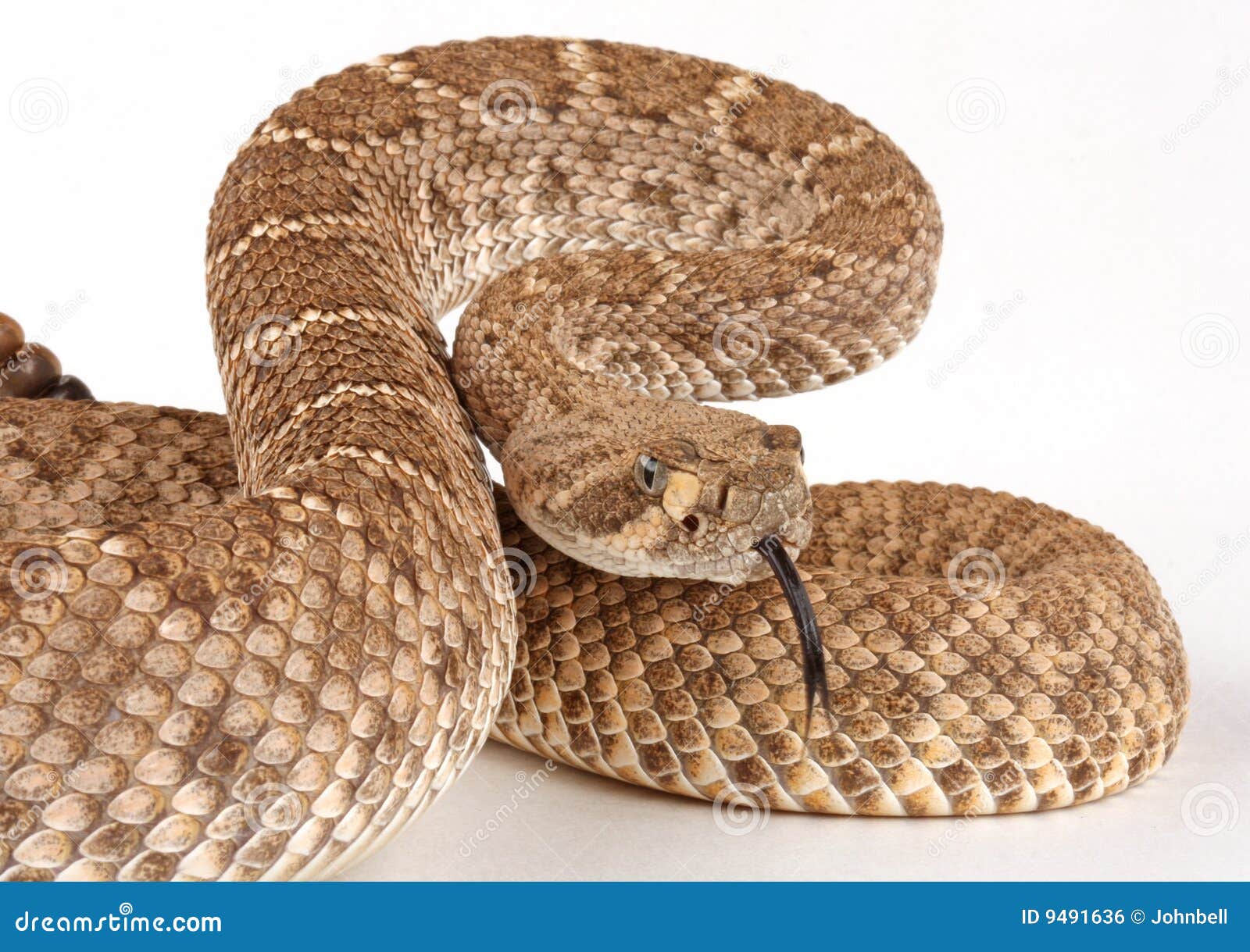 Westelijke Ratelslang Diamondback (Crotalus Atrox). Stock Foto - Image ...