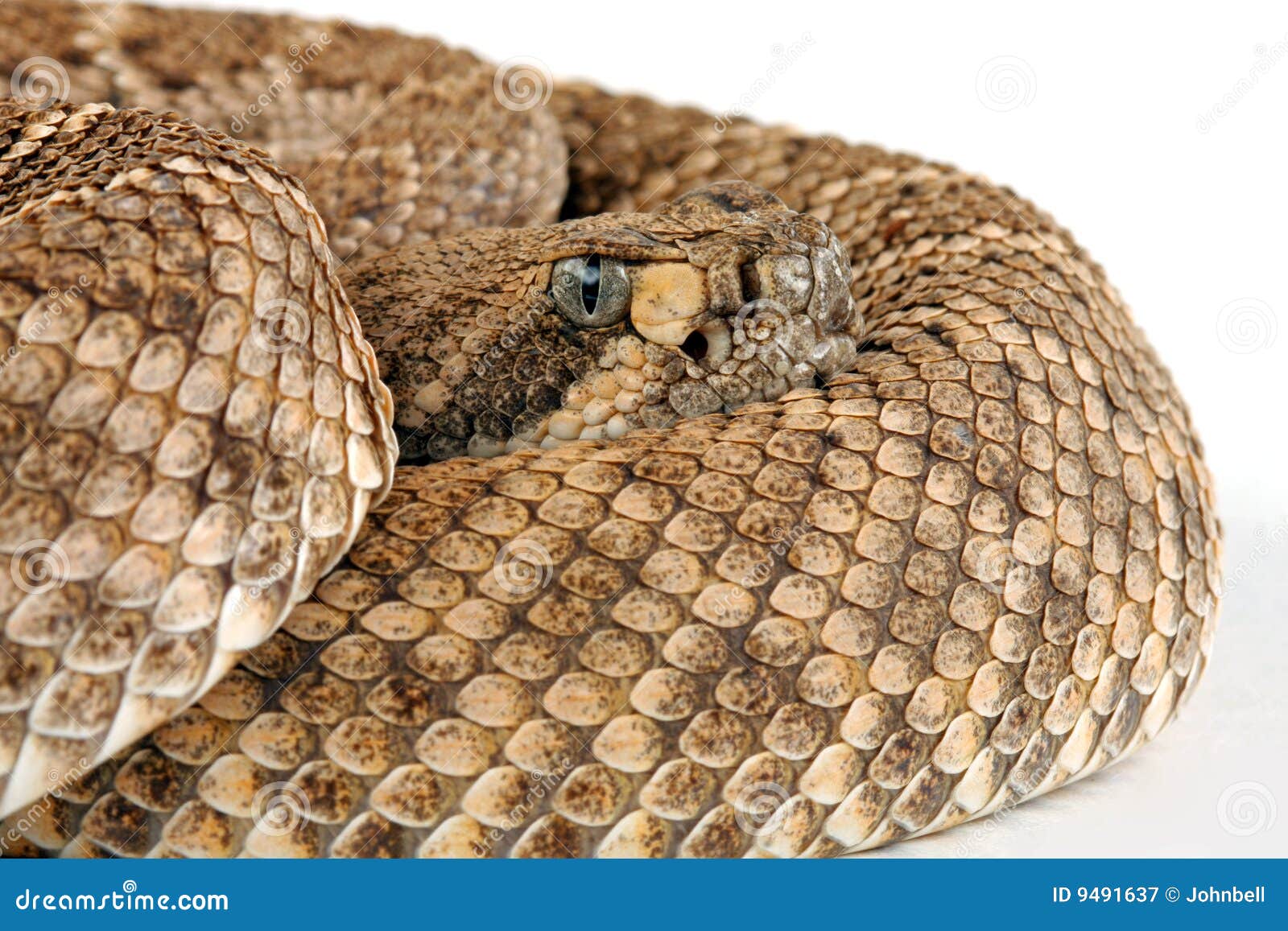 Westelijke Ratelslang Diamondback (Crotalus Atrox). Stock Afbeelding ...