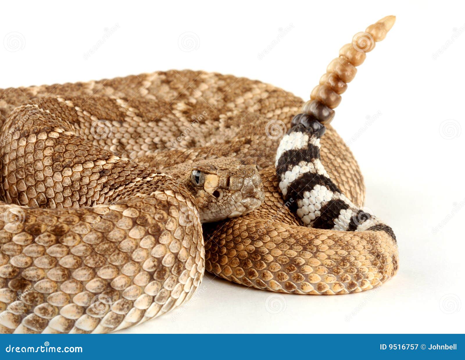 Westelijke Ratelslang Diamondback (Crotalus Atrox). Stock Afbeelding ...