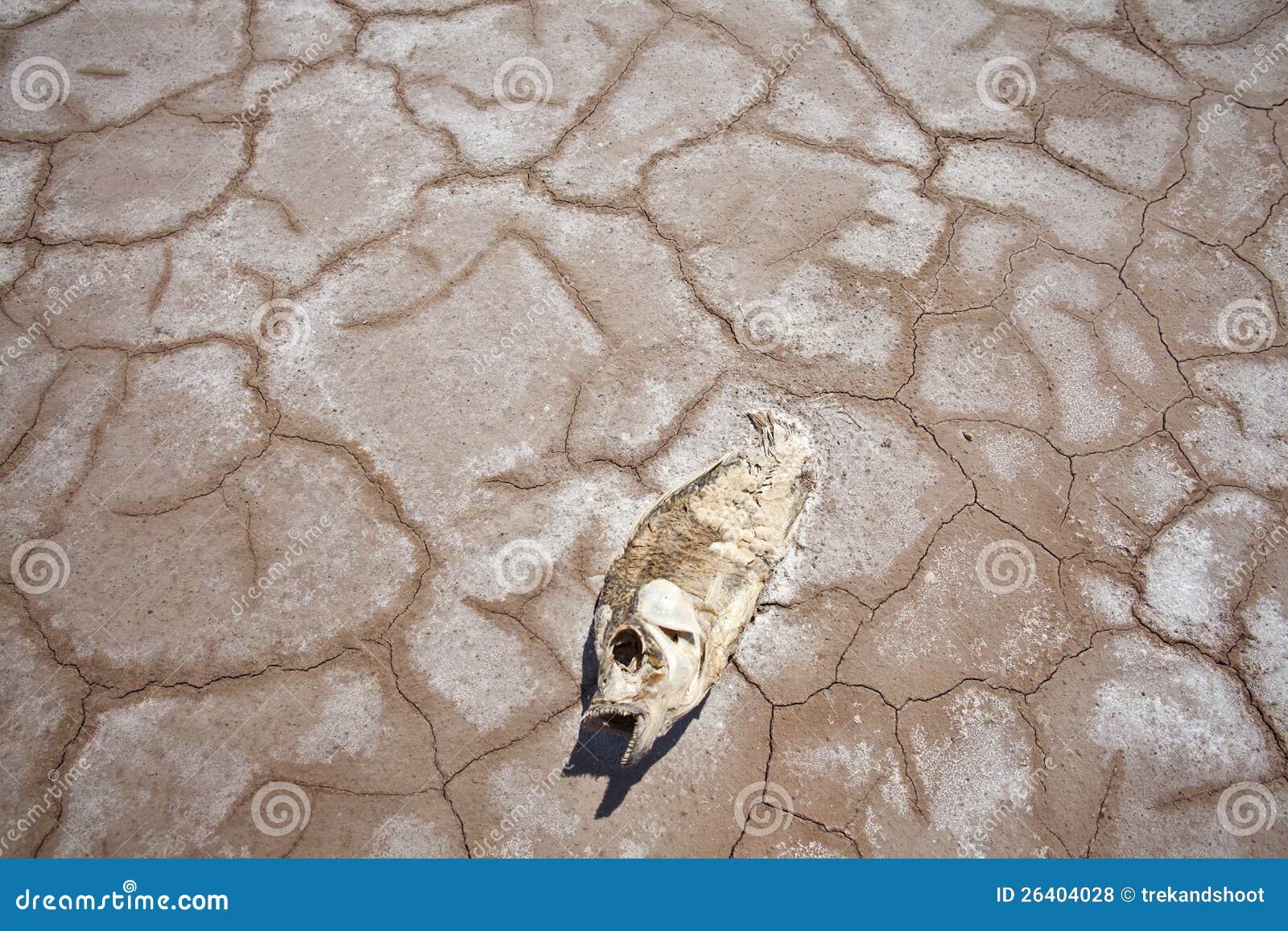 Western American Drought Dead Fish Stock Photo - Image of crust, desert ...