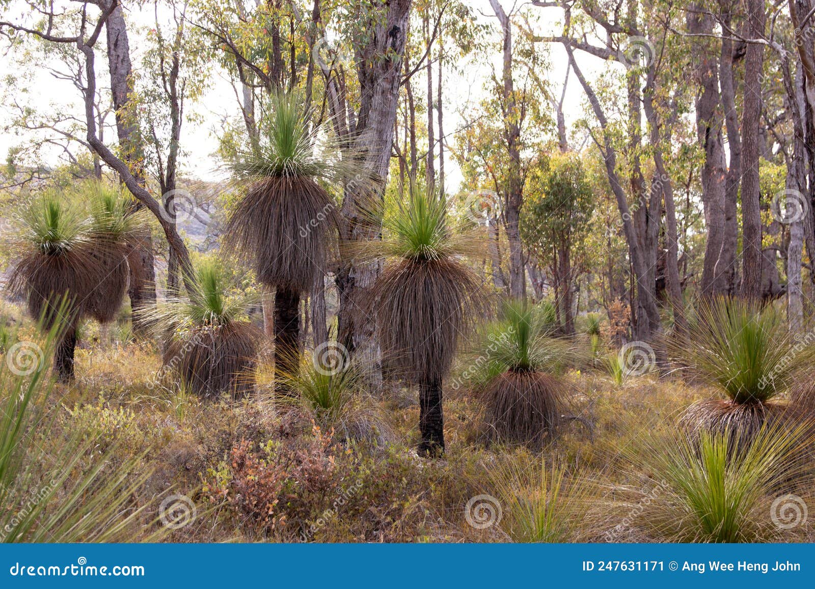 Western Australia Grass Trees Stock Image - Image of xanthorrhoea ...