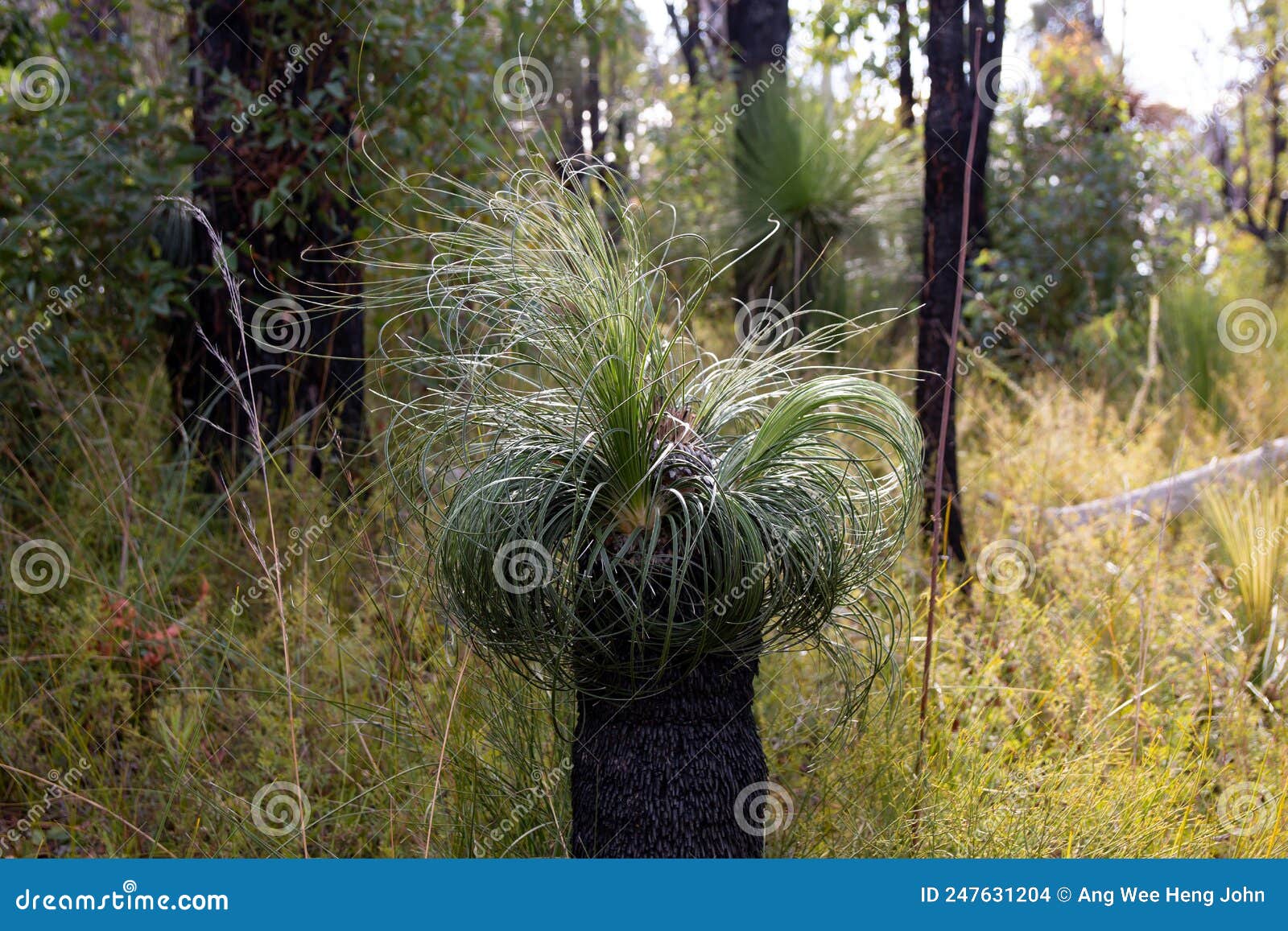 Western Australia Grass Trees Stock Photo - Image of plants ...