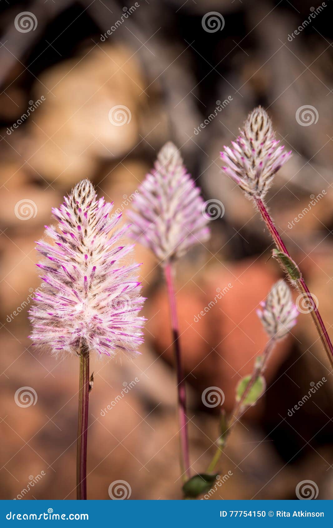 Western Australia Native Wildflower Macro Mulla Mulla Stock Photo ...