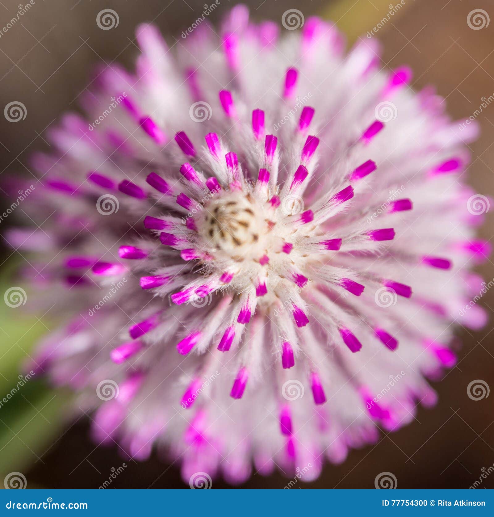 Macro Pink Knotweed Pericaria Capitata ,pink Head Smartweed ,Japanese ...
