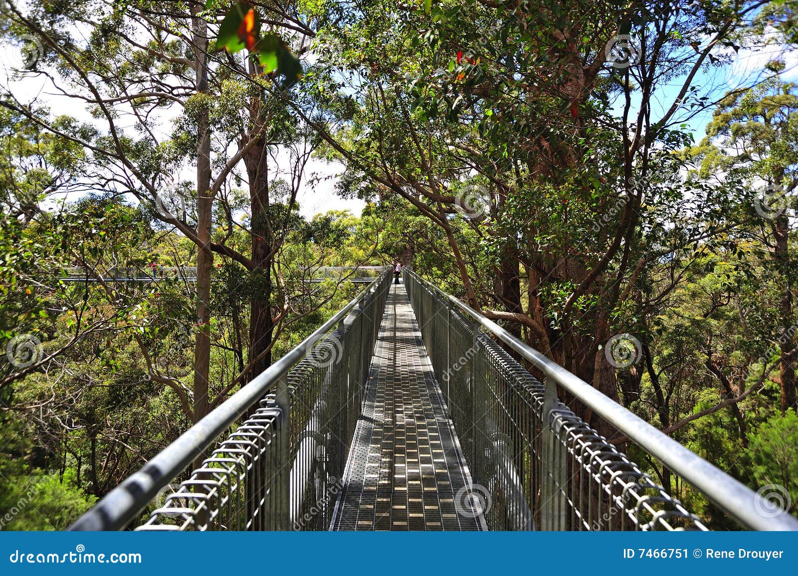 Valley Of The Giants Tree Top Walk In Denmark Western Australia Royalty ...