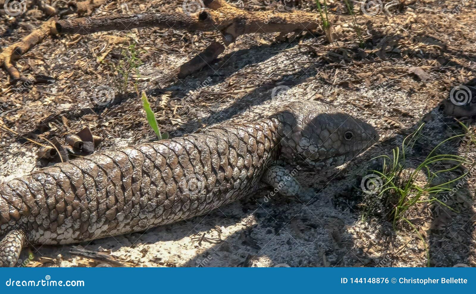 Western Australian Shingleback Lizard on the Ground Stock Photo - Image ...