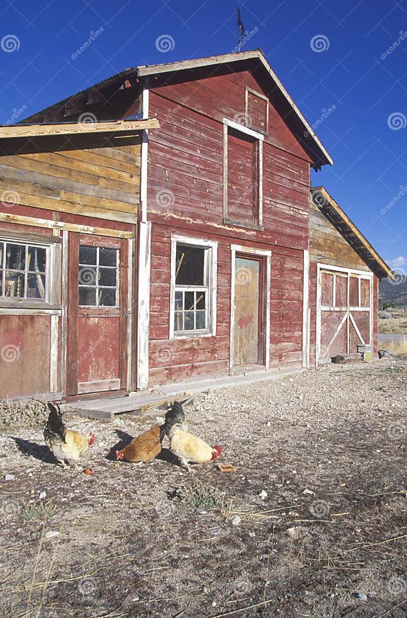 Western barn stock photo. Image of chicken, barn, roosters - 26252652