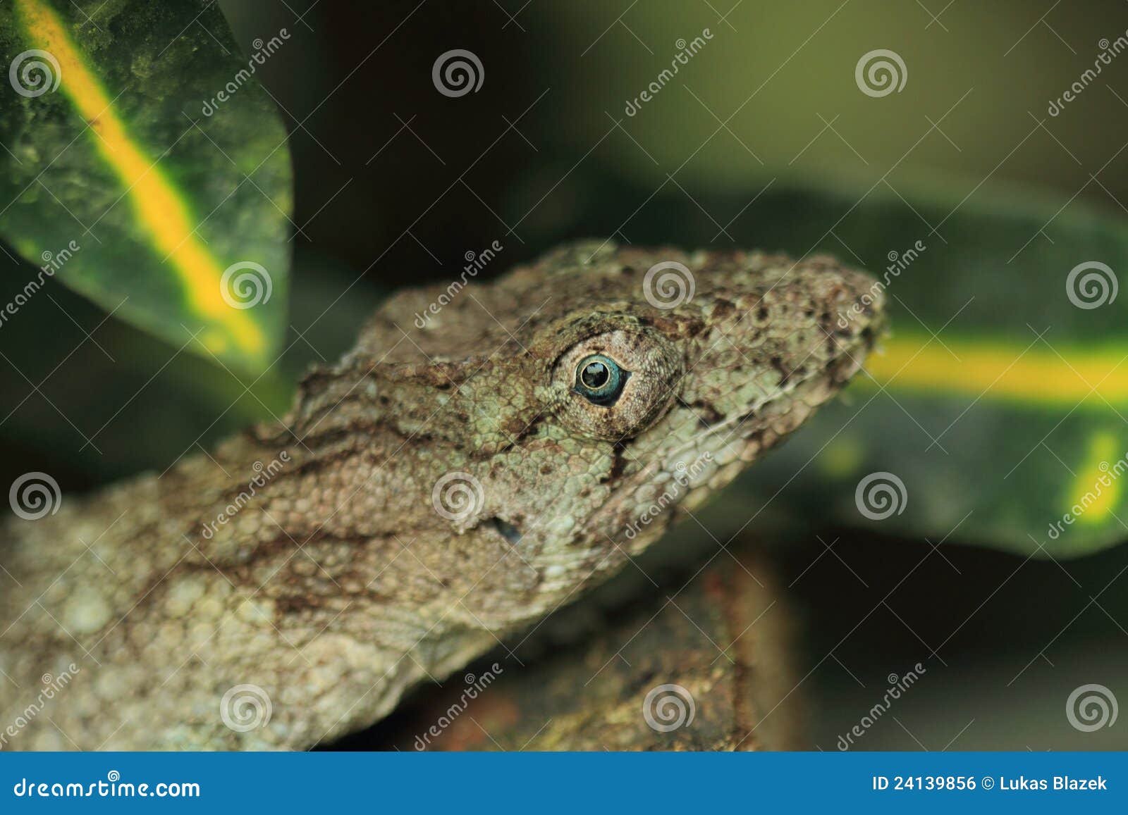 Western bearded anole stock photo. Image of animal, anolis - 24139856