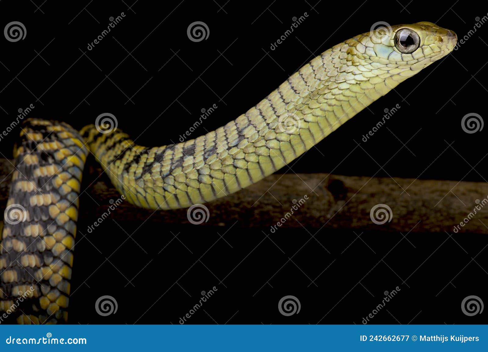 Thrasops Occidentalis Photos - Free & Royalty-Free Stock Photos from ...
