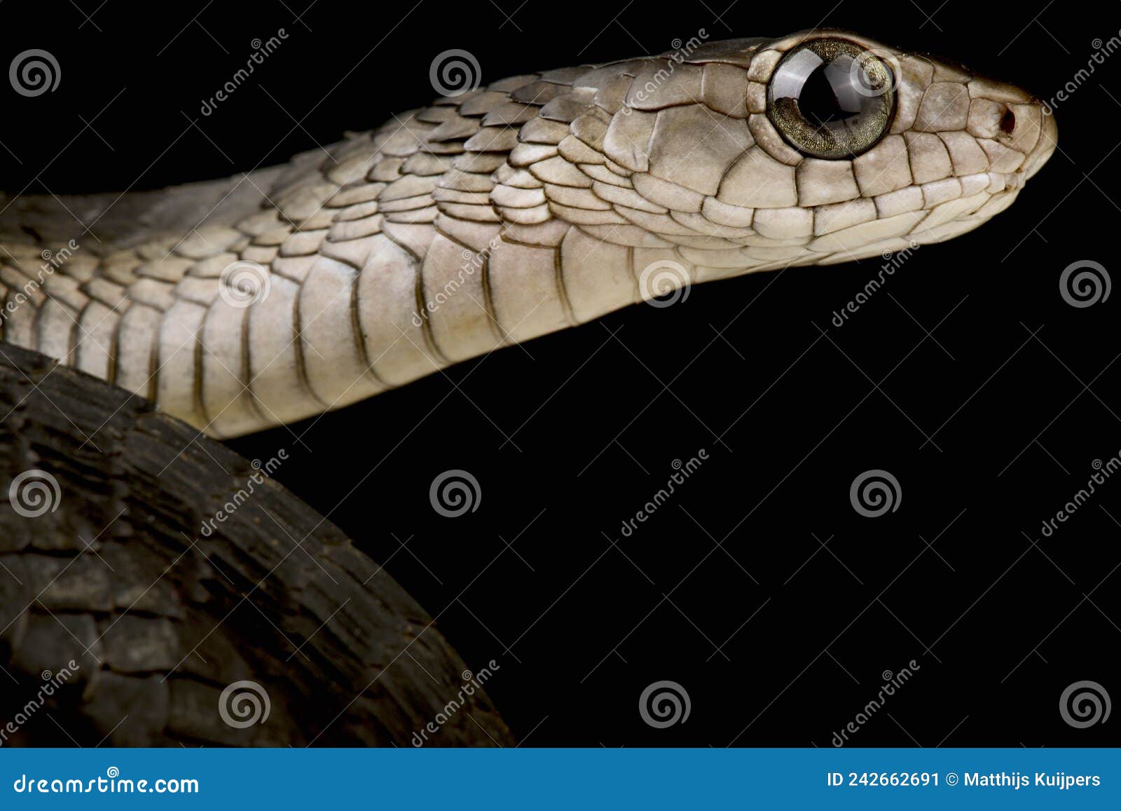 Western Black Tree Snake Thrasops Occidentalis Stock Image - Image of ...