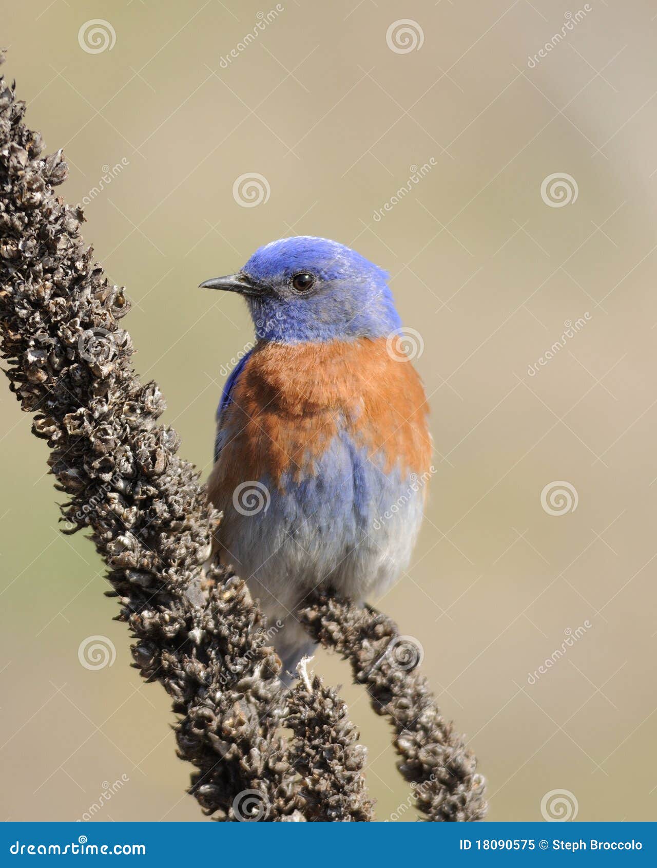Western Bluebird stock image. Image of western, blue - 18090575