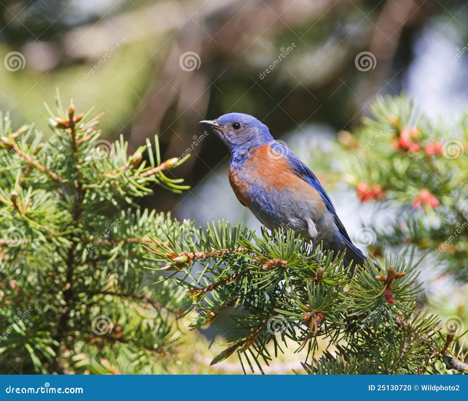 Western Bluebird stock photo. Image of conifer, blue - 25130720