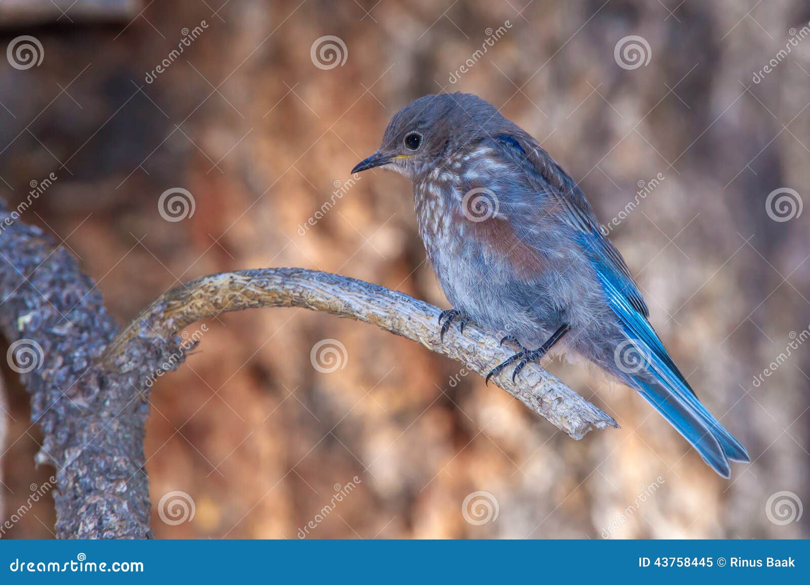 Western Bluebird - Juvenile Stock Image - Image of watch, bluebird ...