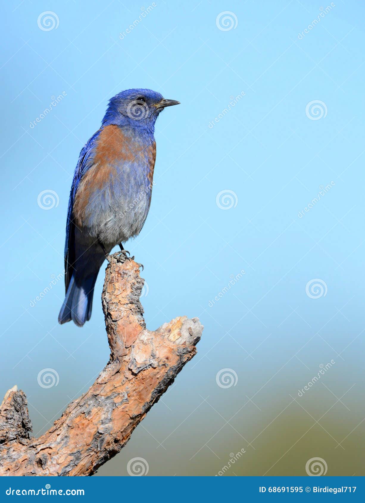 Western Bluebird, Oregon, USA Stock Image - Image of bird, wildlife ...