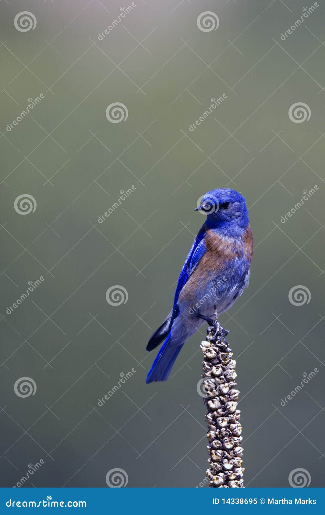 Western Bluebird, Sialia Mexicana Stock Image - Image of bird, sialia ...