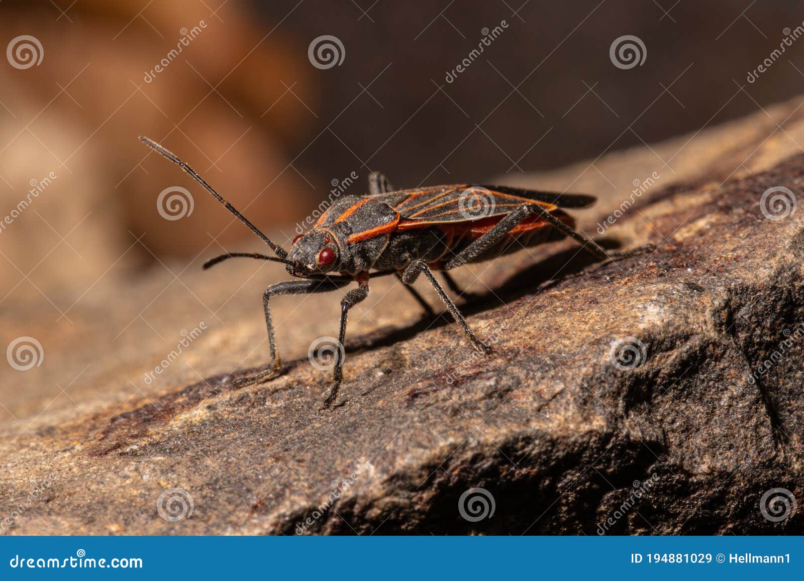 Western Boxelder Bugs Stock Photography | CartoonDealer.com #194881046