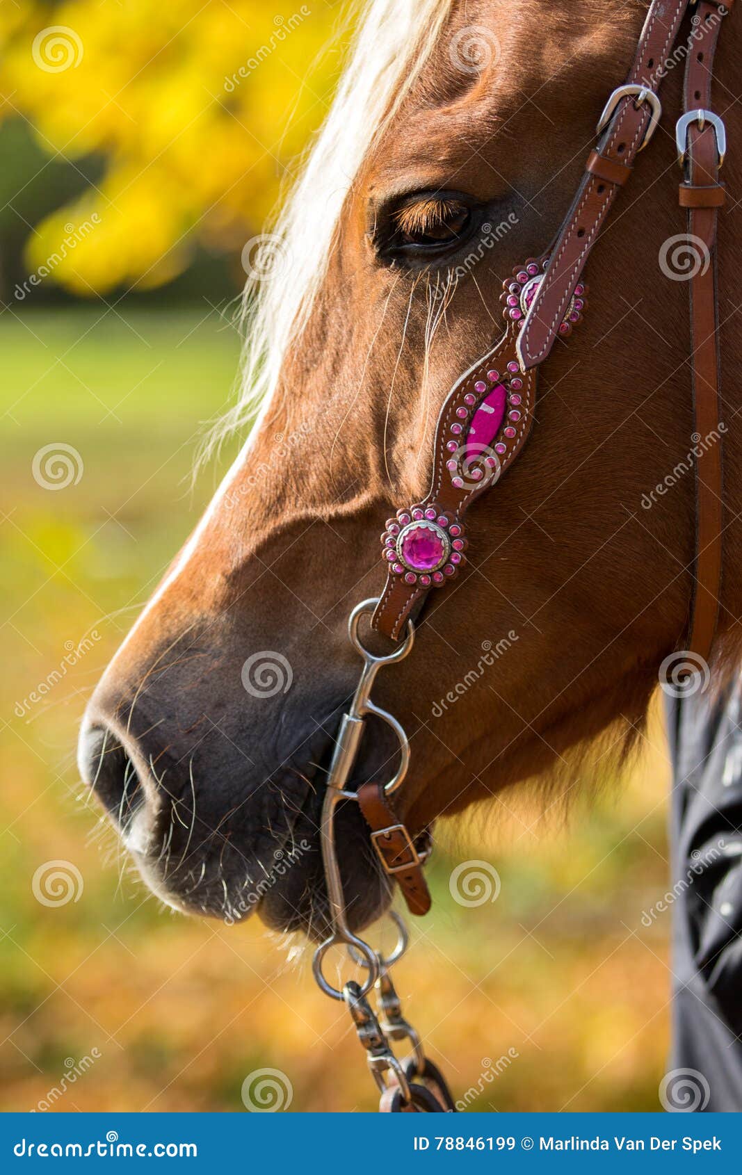 Western bridle stock image. Image of autumn, reining - 78846199
