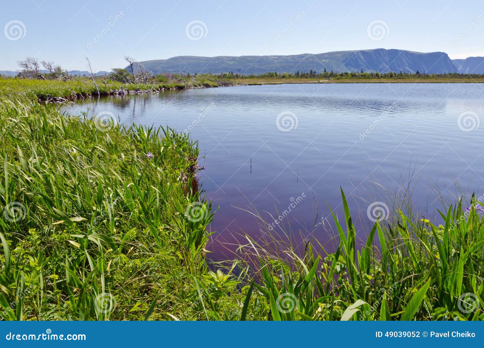 Western Brook Pond stock photo. Image of summer, green - 49039052