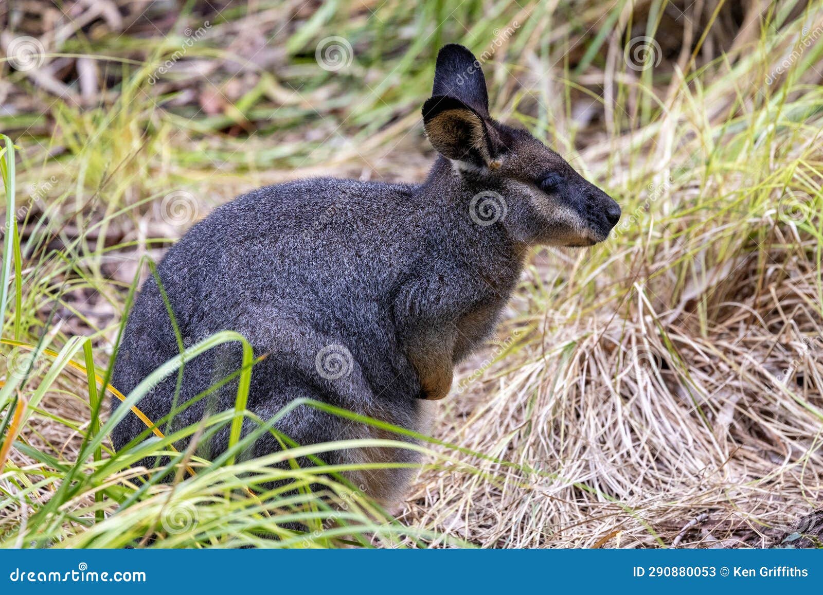 Western Brush Wallaby stock image. Image of wildlife - 290880053