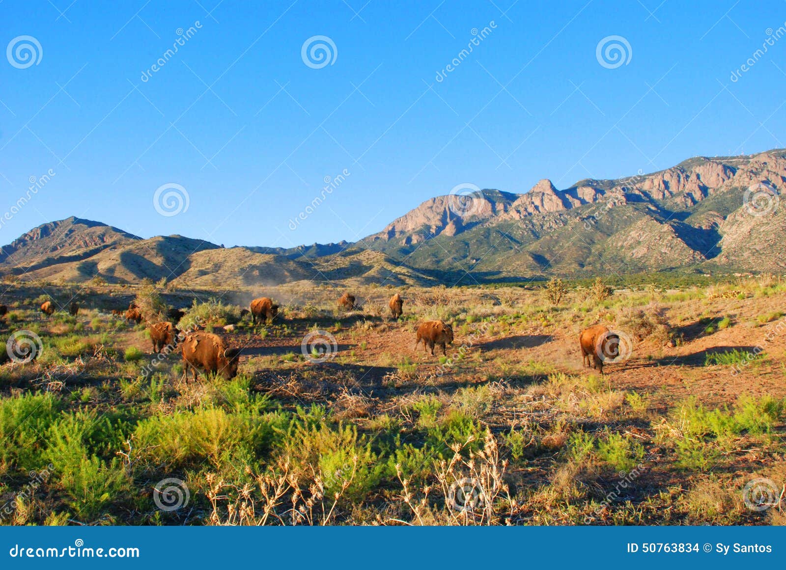 Buffalo Bison stock photo. Image of cattle, western, pink - 50763834